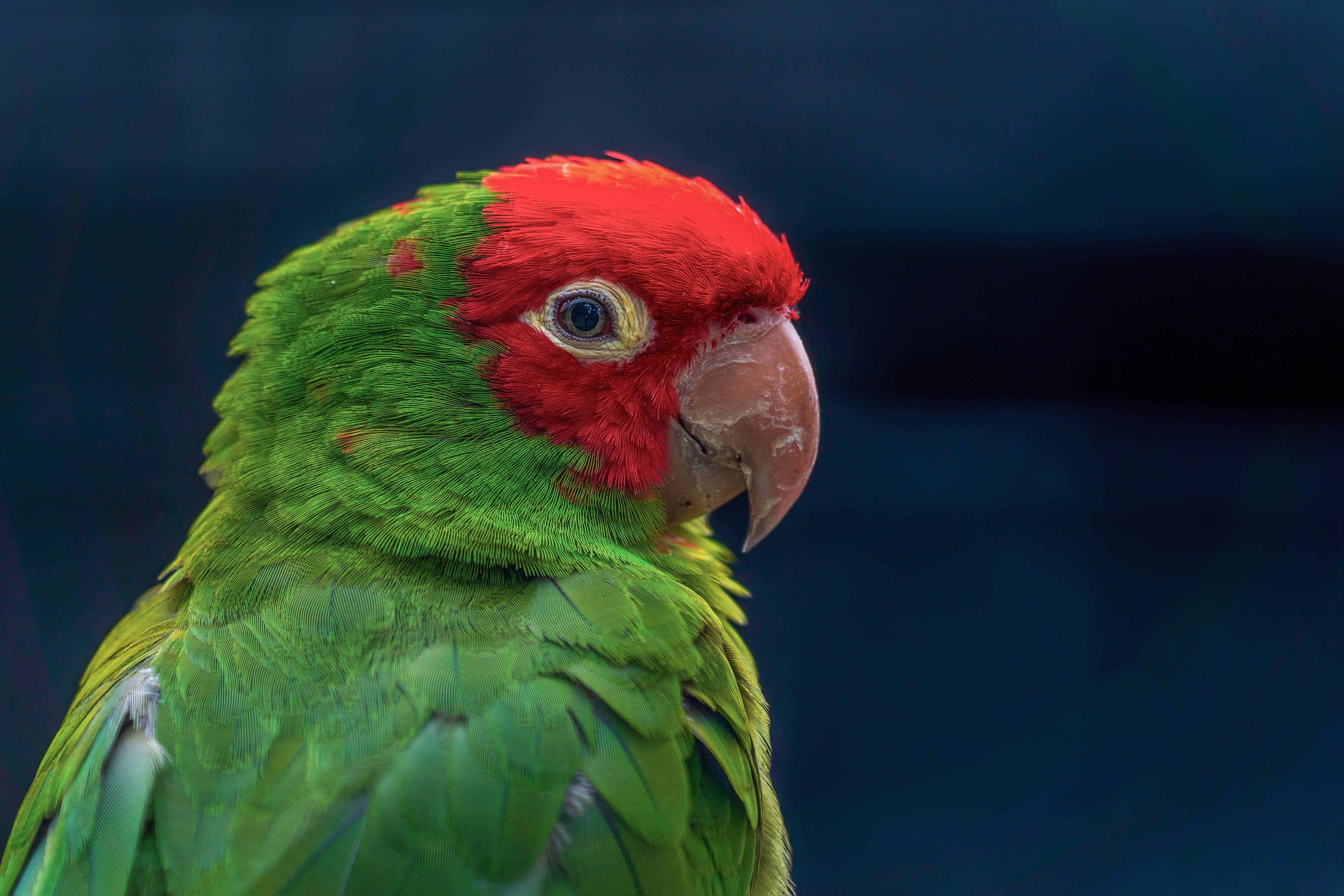 Year 1 Findings: How Is Tech Protecting Biodiversity in Ecuador’s ...