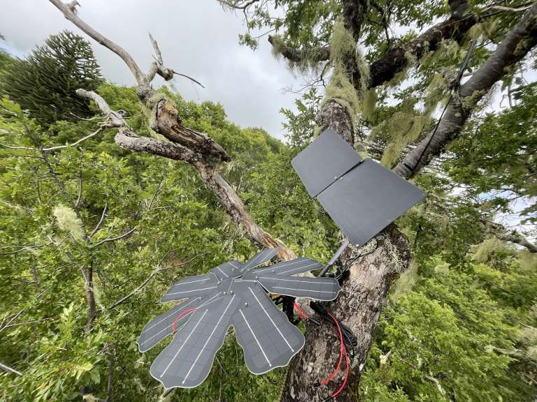 Rainforest Connection: Fighting Back Against Poachers with Technology